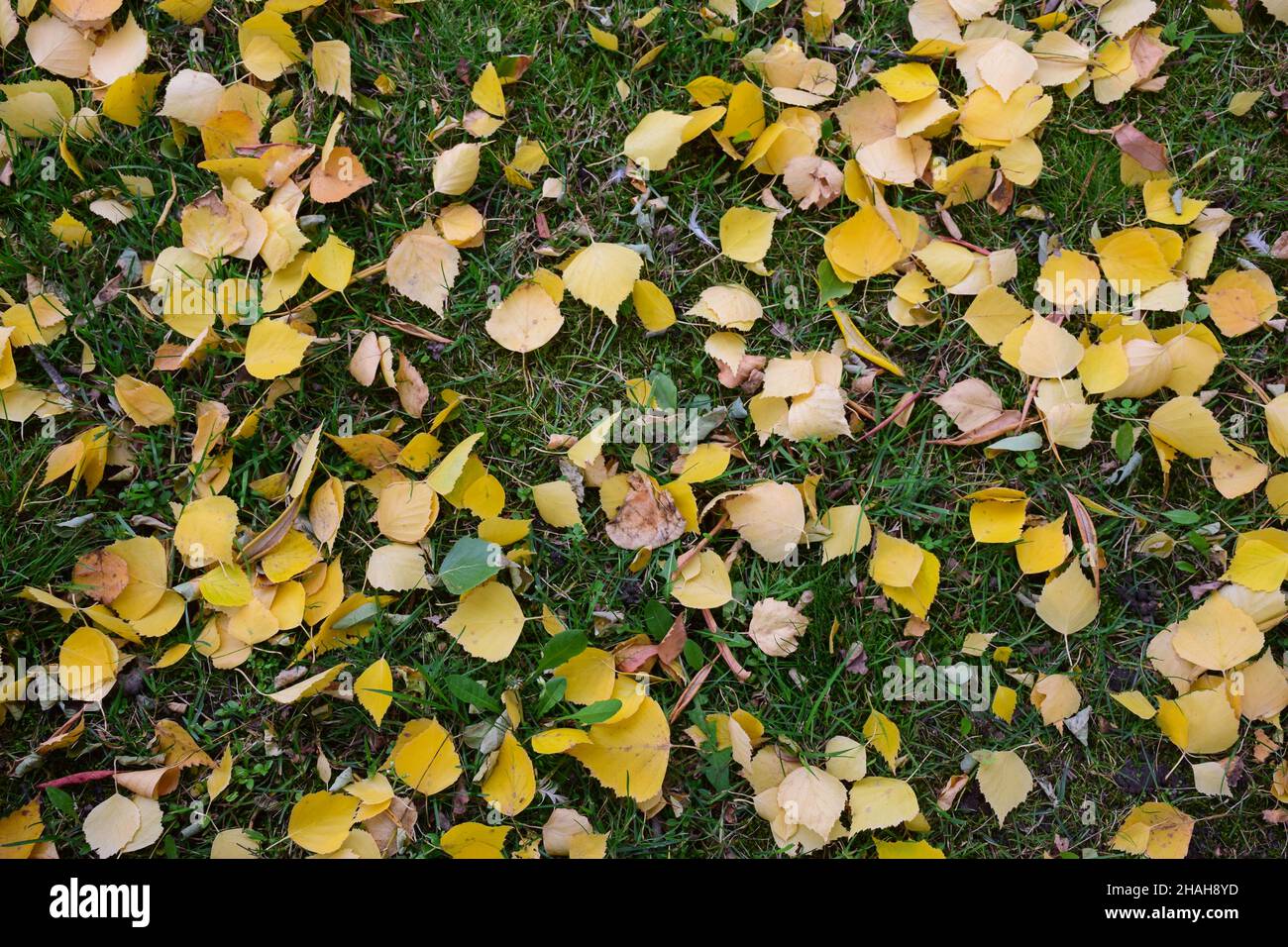 Scattered leaves hi-res stock photography and images - Alamy