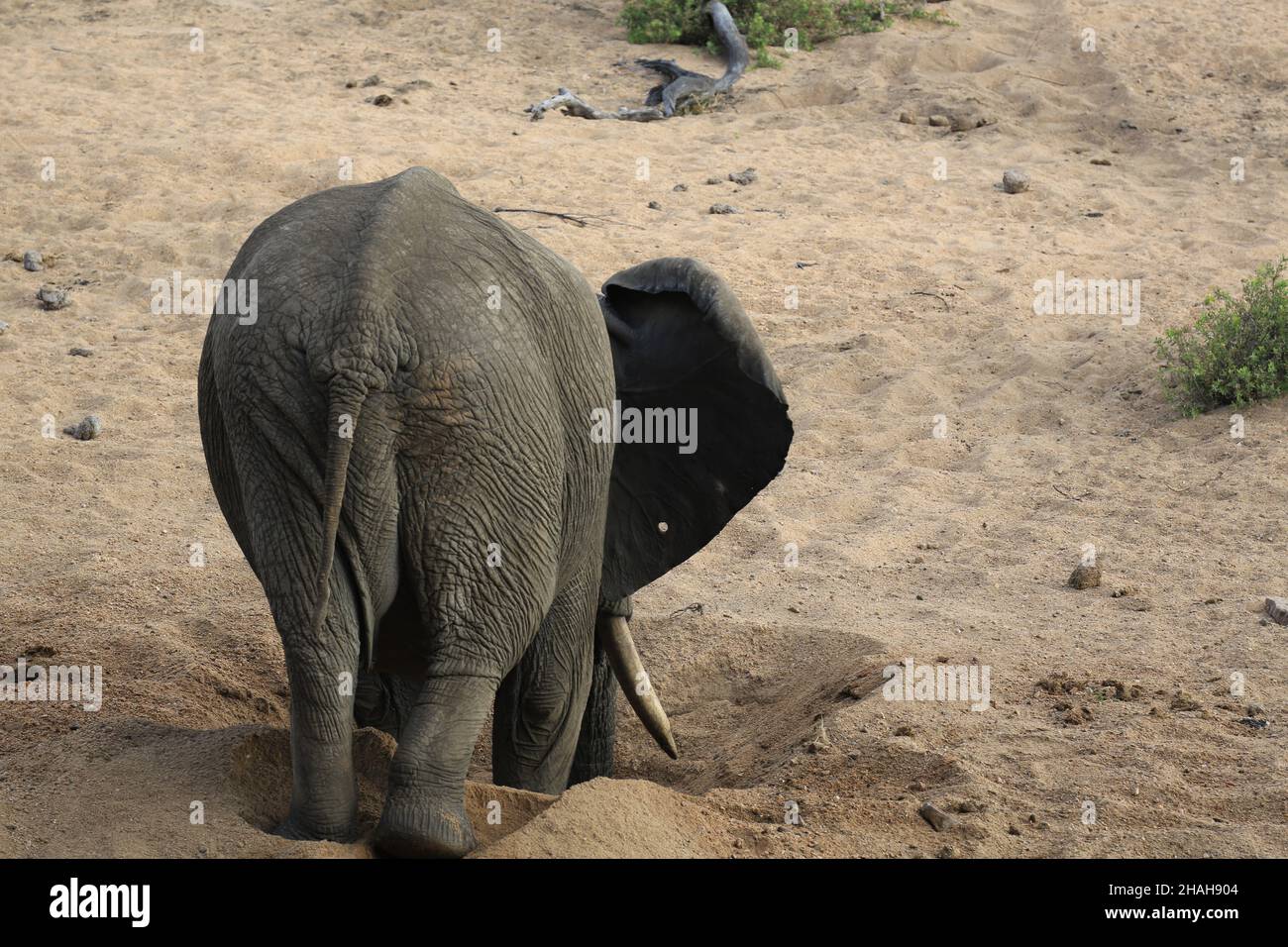 Shot of an elephant digging for water in Kruger National Park Stock ...
