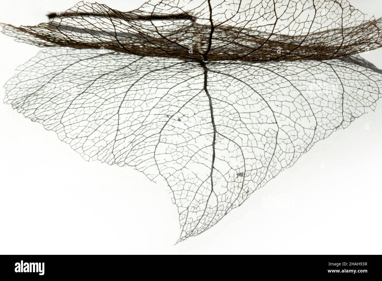 leaf vein texture background abstract Stock Photo - Alamy