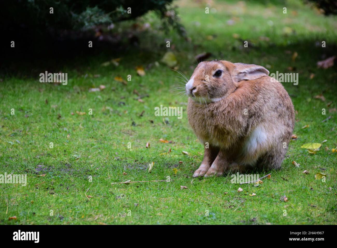 A large hare or rabbit sits on the green grass with ears pressed to the ...