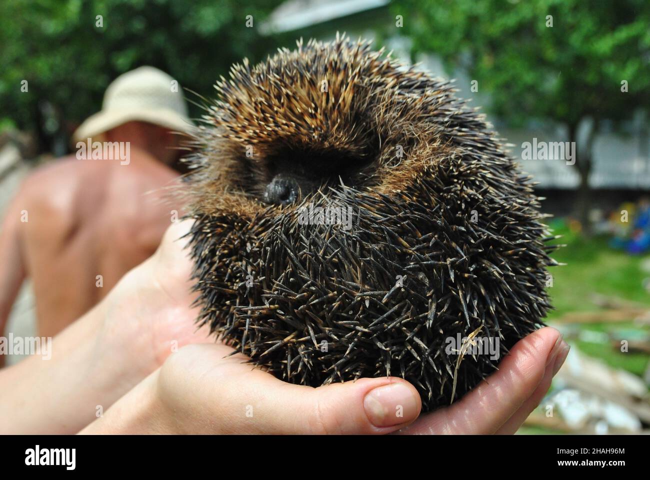 The hedgehog curled up in a ball in his arms and spread the thorns. The ...