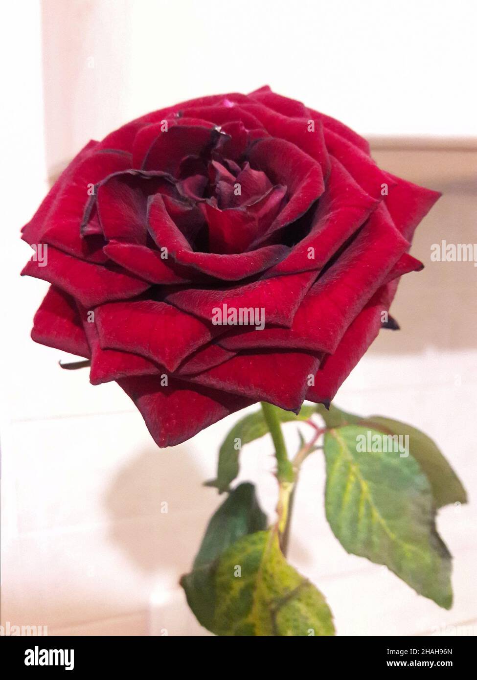 Bright pink rosebud close-up on the whole frame with open petals Stock ...
