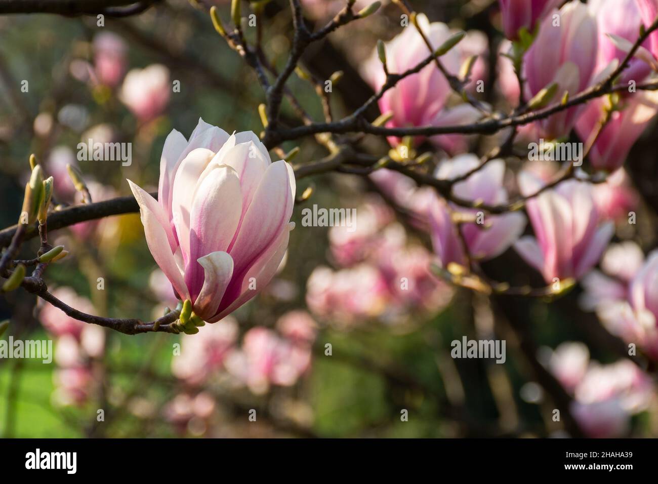 Magnolia tree in summer magnolia hi-res stock photography and images ...
