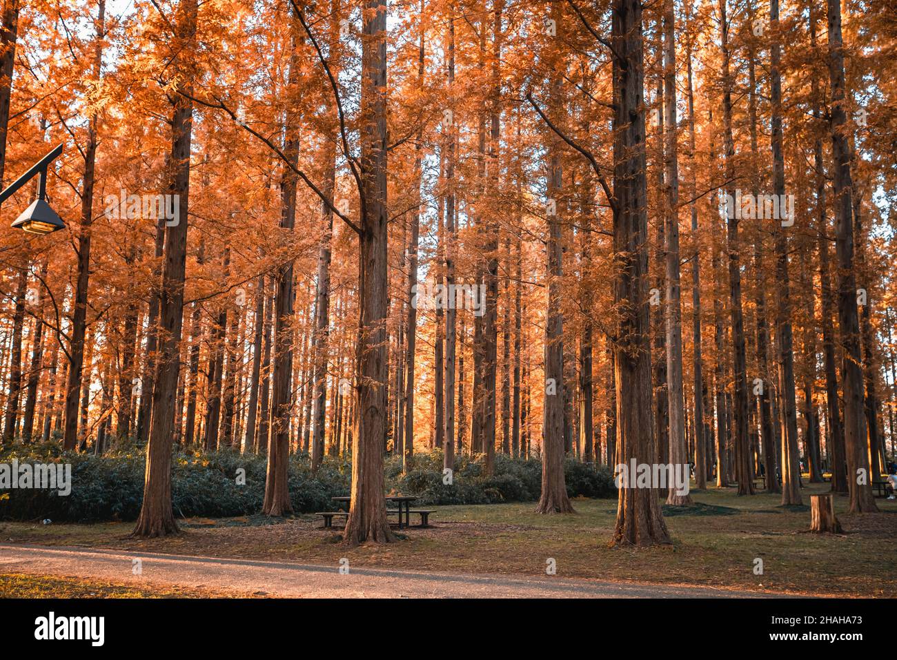 Beautiful foliage of metasequoia trees at Misato Park, open park in Japan Stock Photo - Alamy