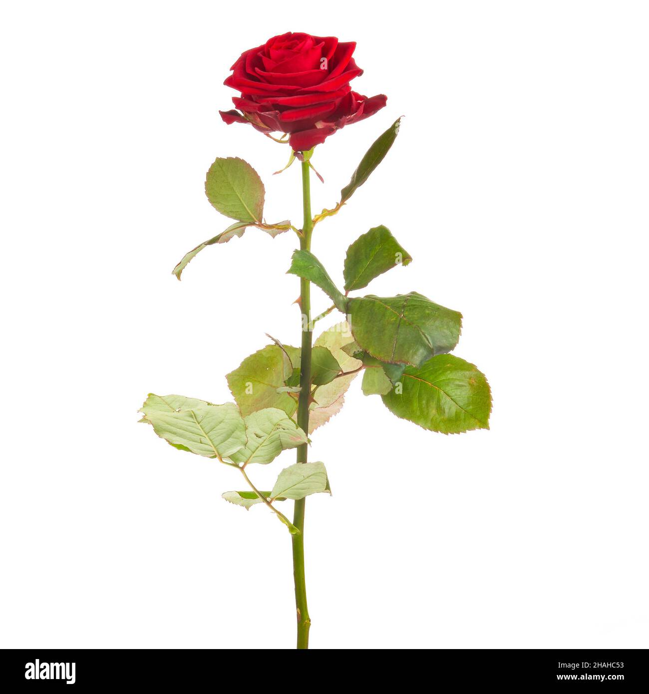 red rose on white background Stock Photo - Alamy