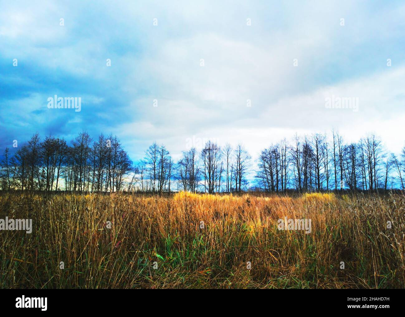 Autumn forest in daylight landscape background Stock Photo - Alamy