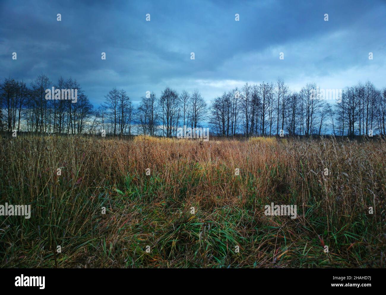 Autumn forest in daylight landscape background Stock Photo - Alamy