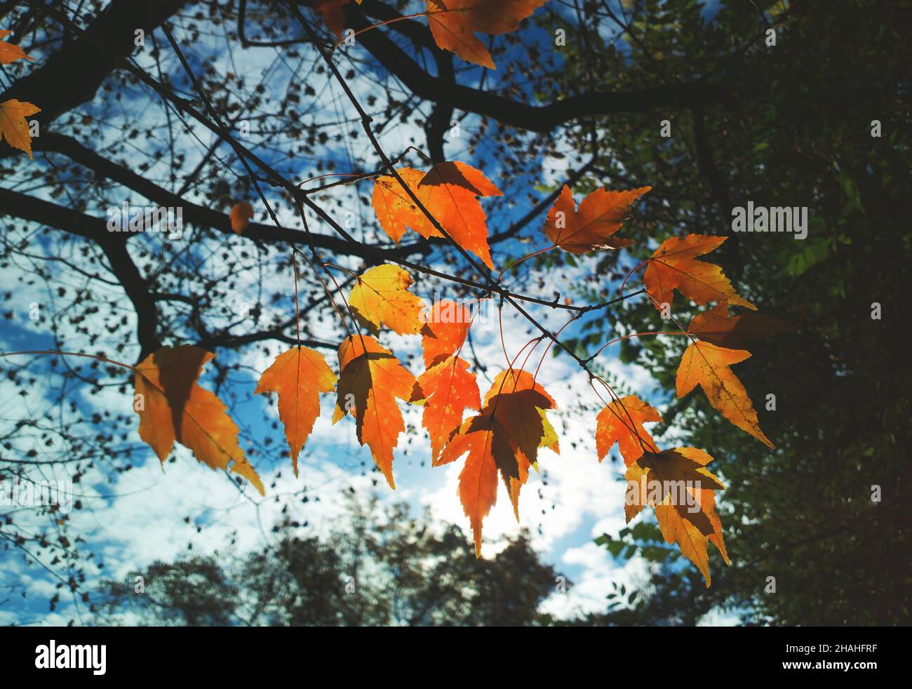 Orange fall leaves bokeh background Stock Photo - Alamy