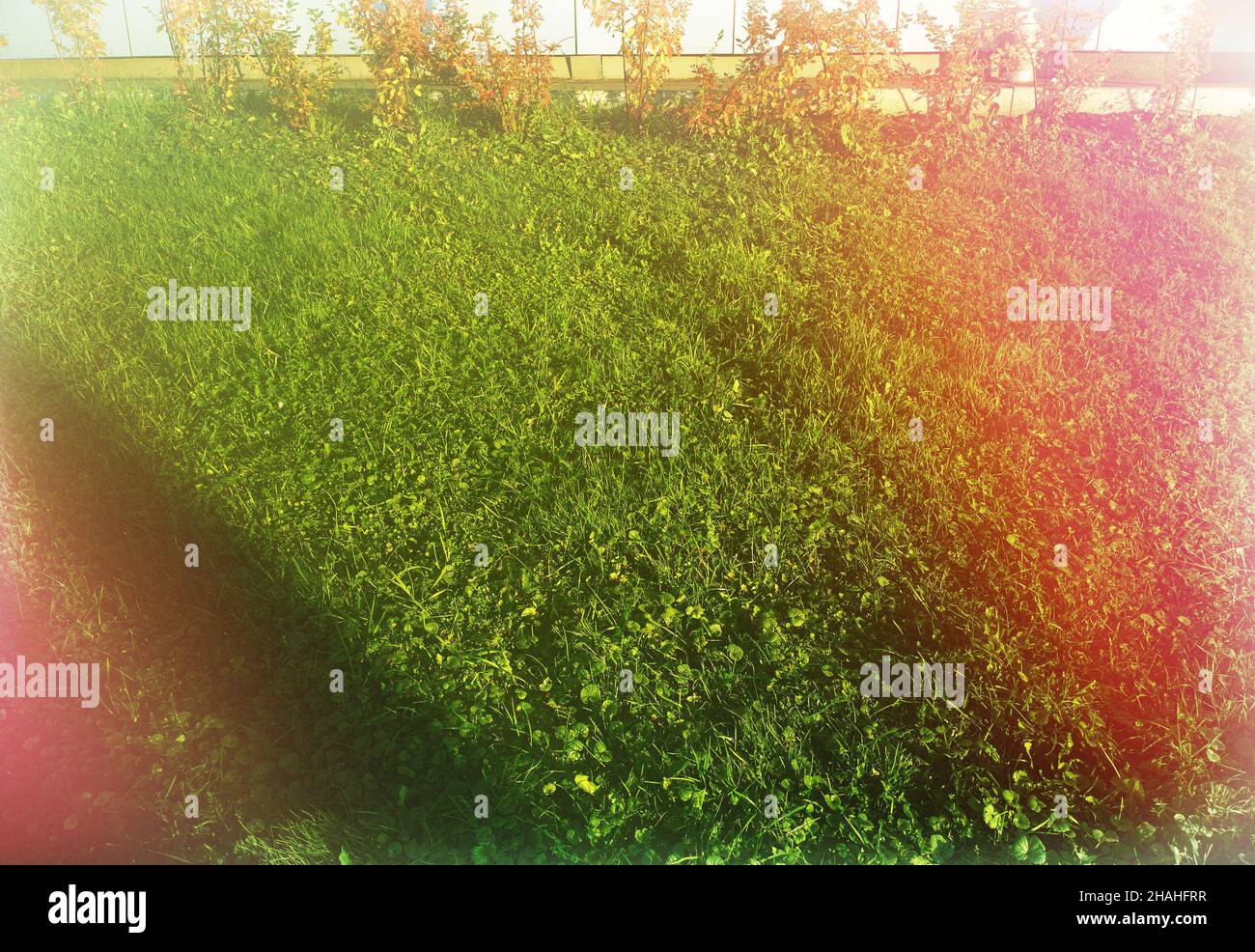 Light rays illuminating autumn lawn backdrop Stock Photo - Alamy