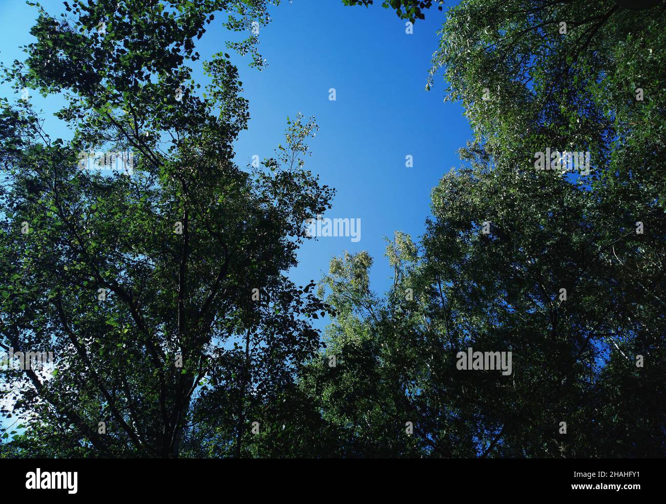 Summer tree branches nature background Stock Photo - Alamy