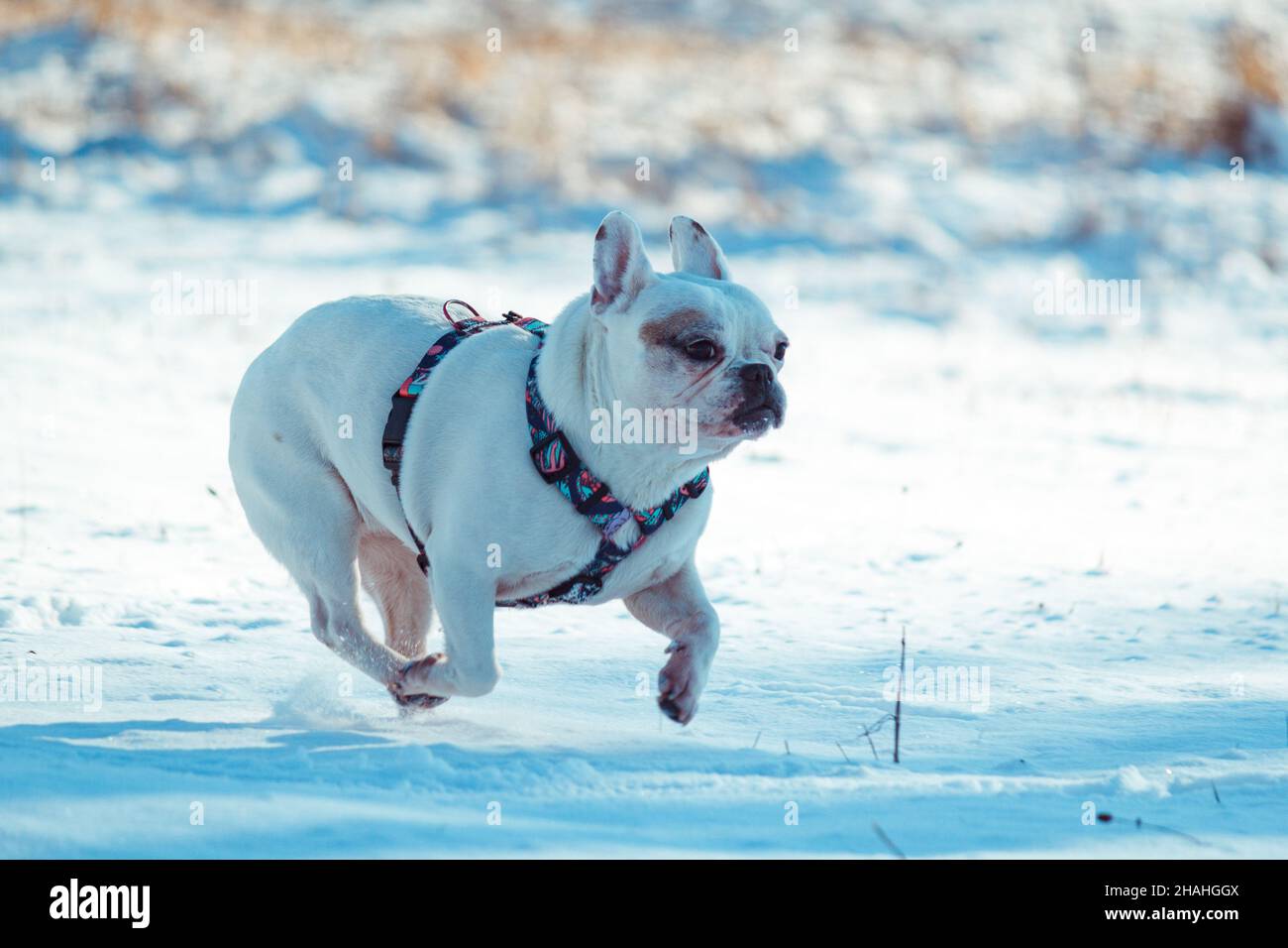 French Bulldog in the snow Stock Photo - Alamy