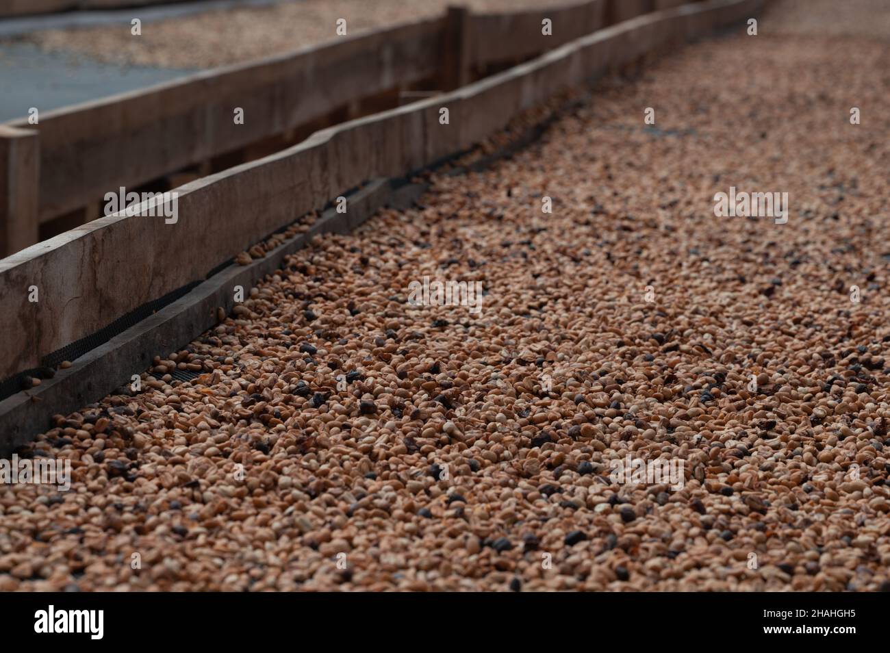 Pure coffee drying in farm. Dry grain production. Beans of coffee on ...