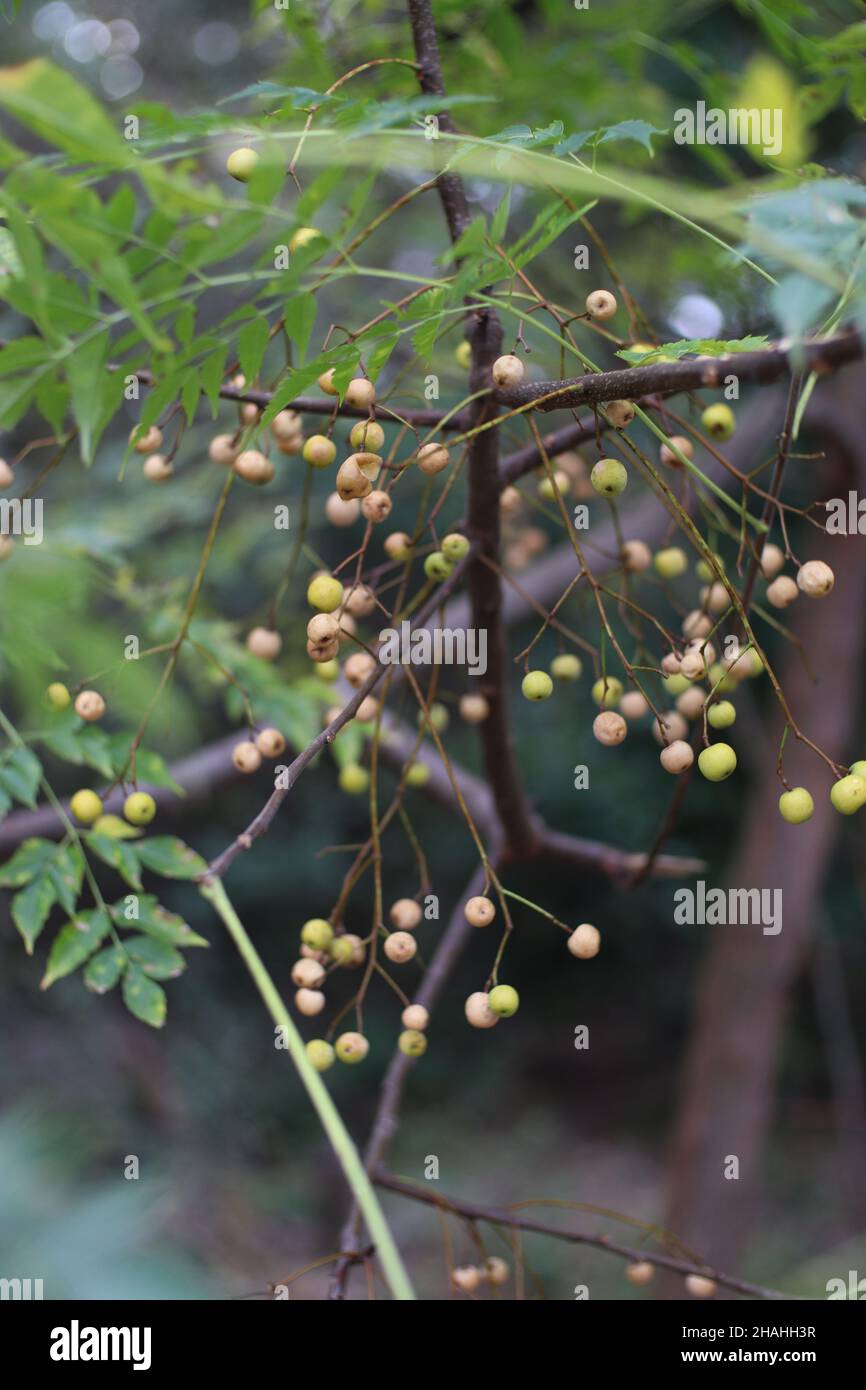 Chinaberry hi-res stock photography and images - Alamy
