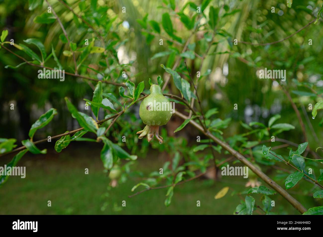 Pomegranate tree in tropical private yard. Pomegranate fruit on tree is ...