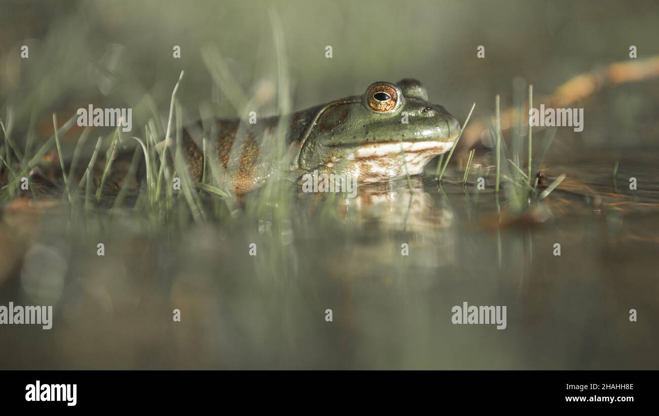 Shallow focus of a frog in the water Stock Photo - Alamy