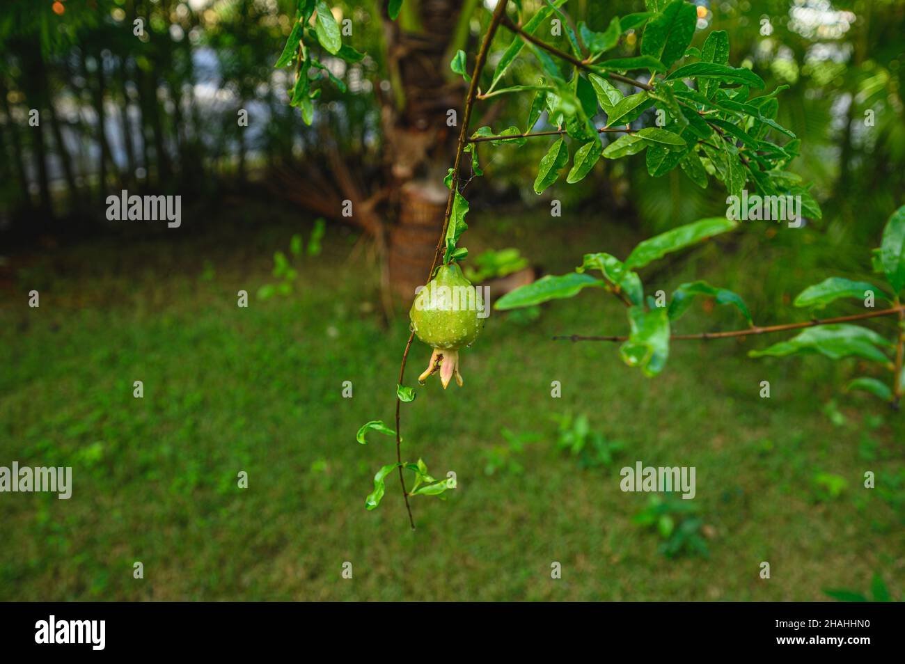 Pomegranate tree in tropical private yard. Pomegranate fruit on tree is ...
