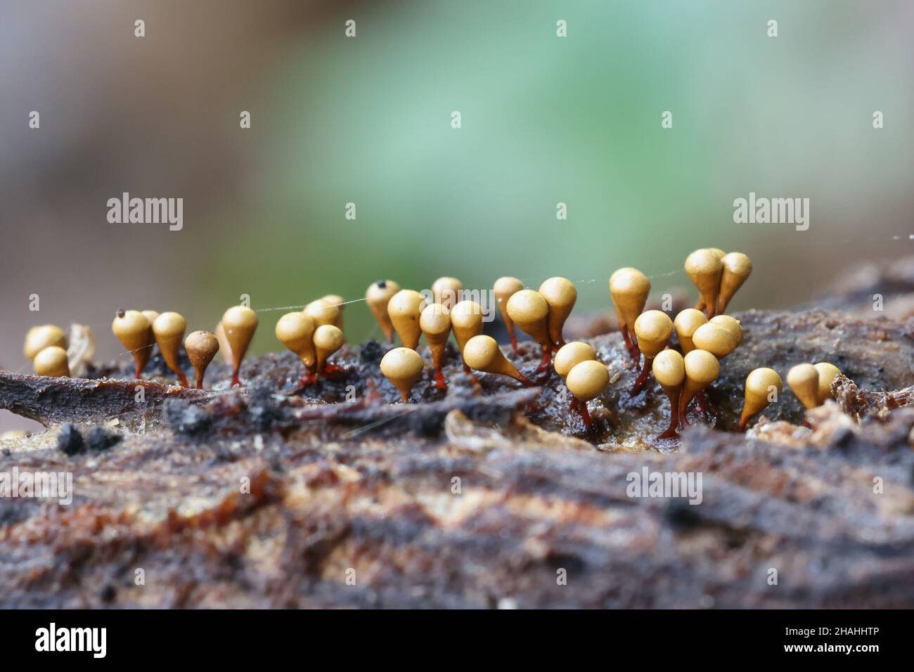 Hemitrichia clavata, a slime mold of the family Trichiidae, no common ...