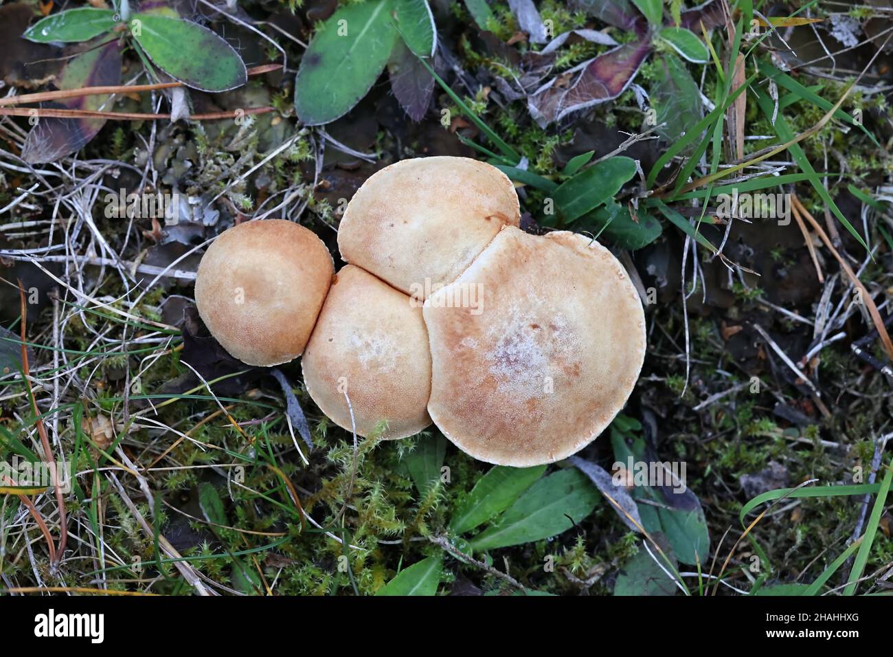 Cystodermella granulosa, also called Cystoderma granulosum, a powdercap ...