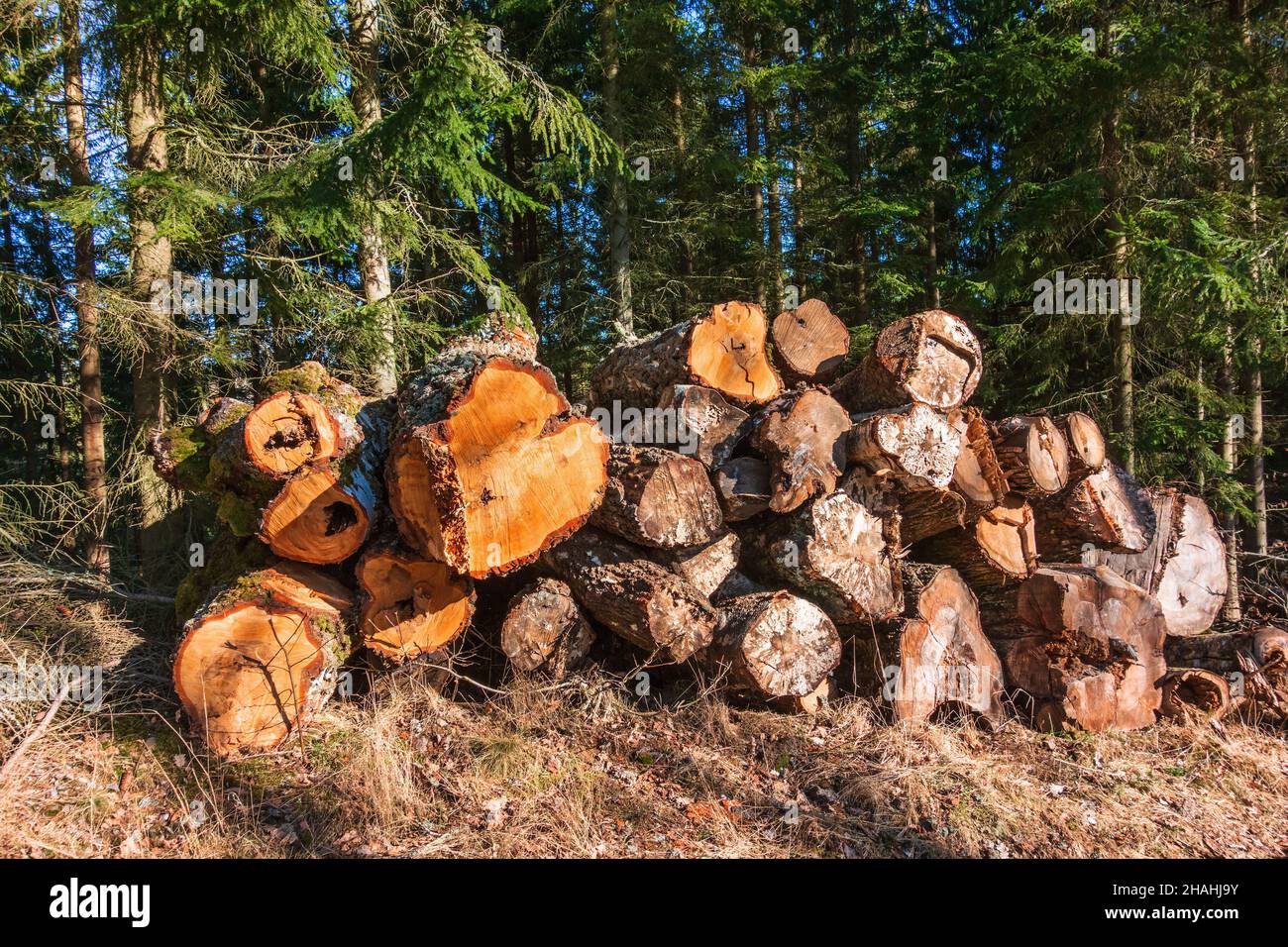 Timber stack at the forest edge Stock Photo - Alamy