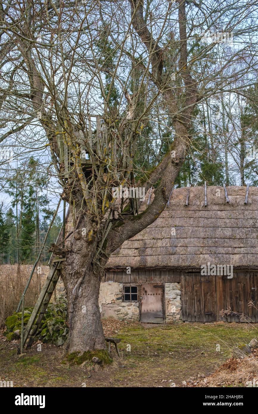 Tree Hut in a tree by an old barn Stock Photo - Alamy