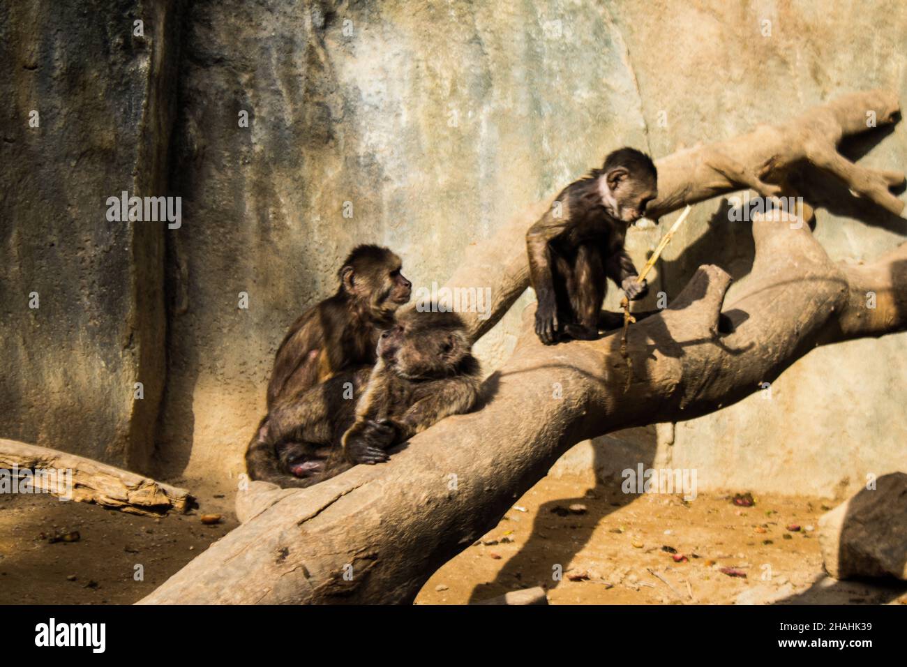 Limassol, Cyprus - December 12, 2021 Limassol Zoo, one of the biggest ...