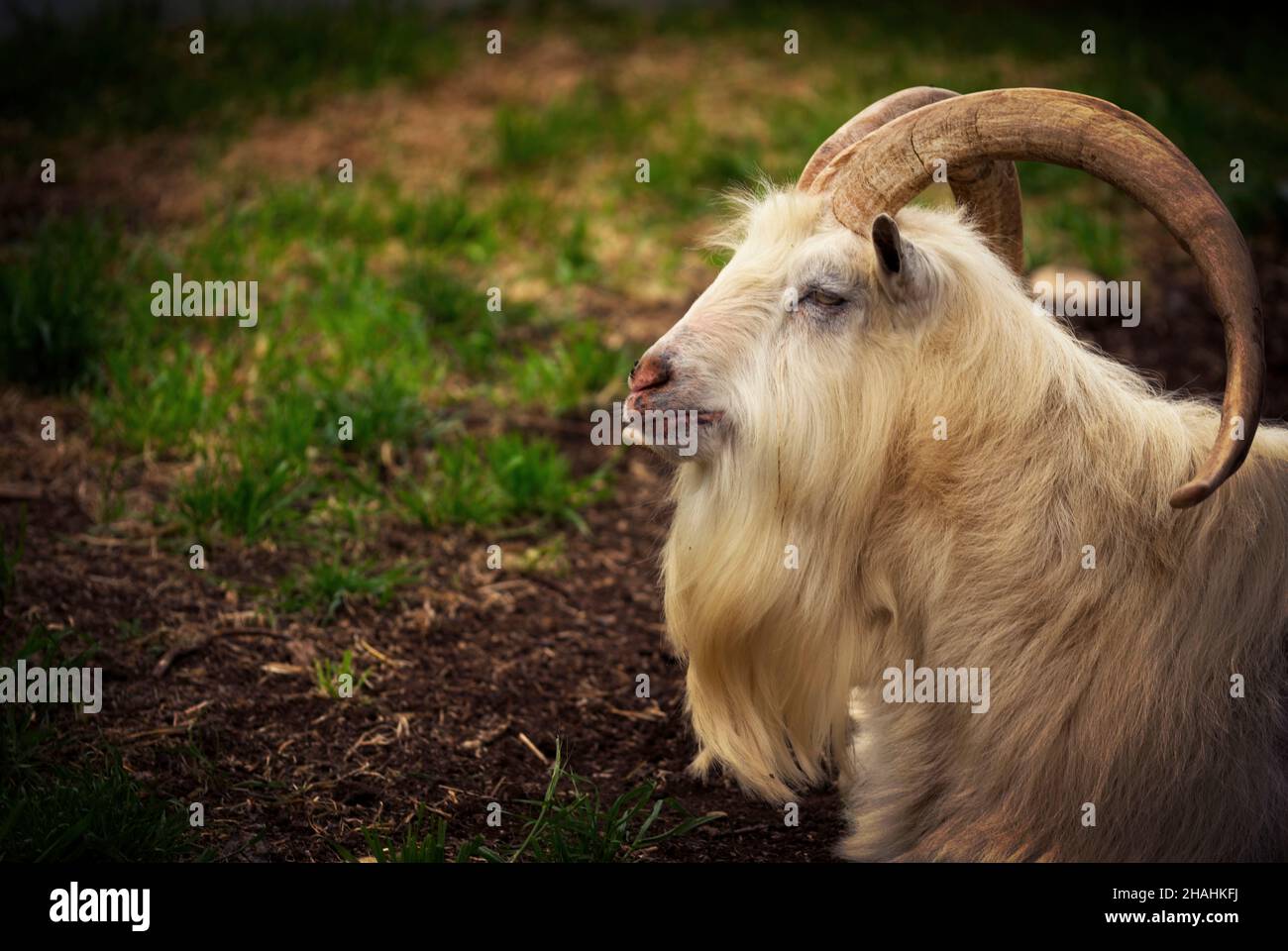 Long haired billy goat hi-res stock photography and images - Alamy