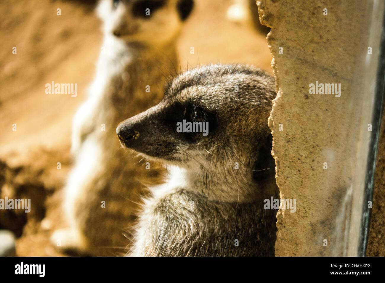 Limassol, Cyprus - December 12, 2021 Limassol Zoo, one of the biggest ...