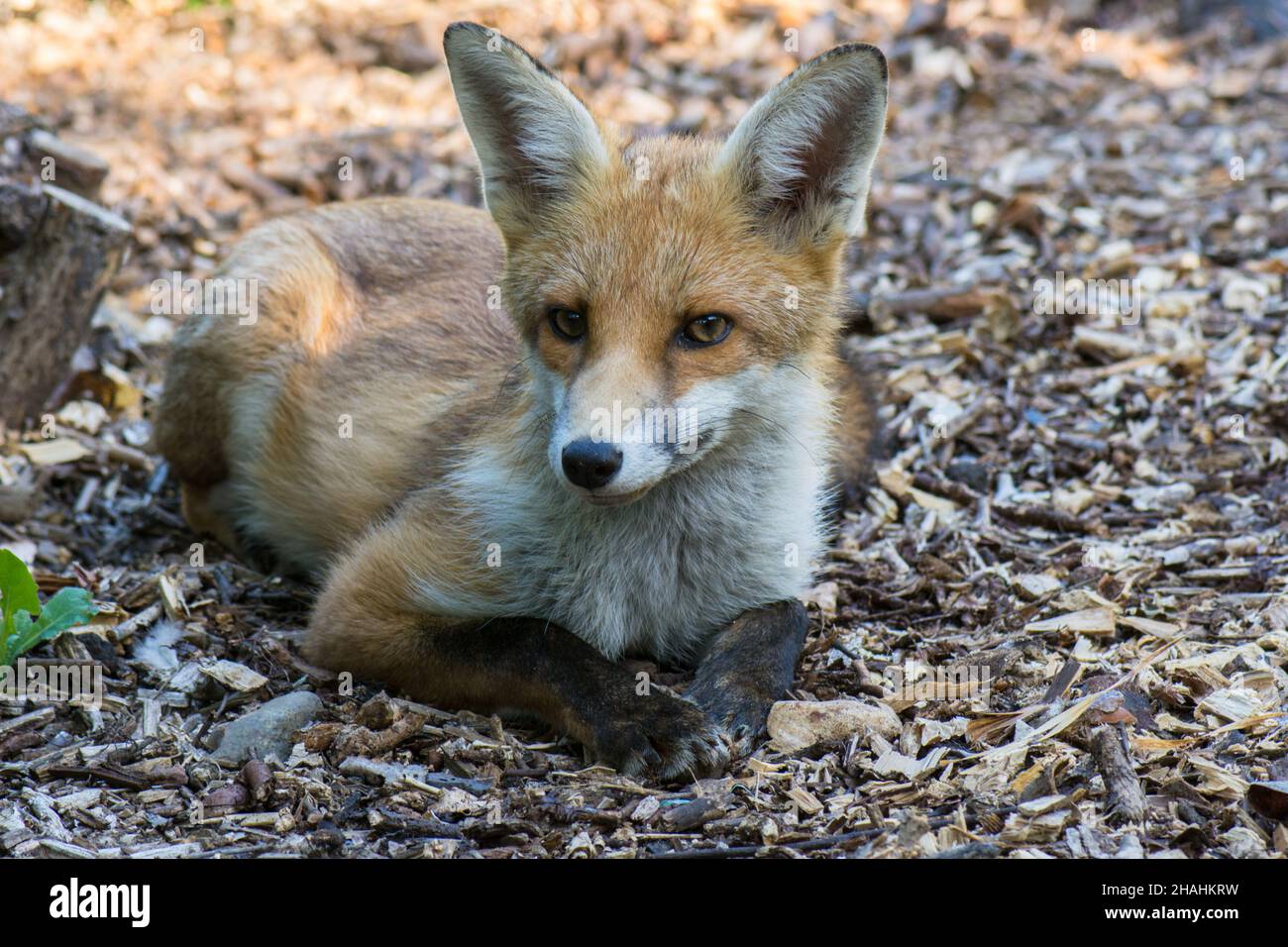 Young Fox laying but alert on bark path looking toward camera Stock ...