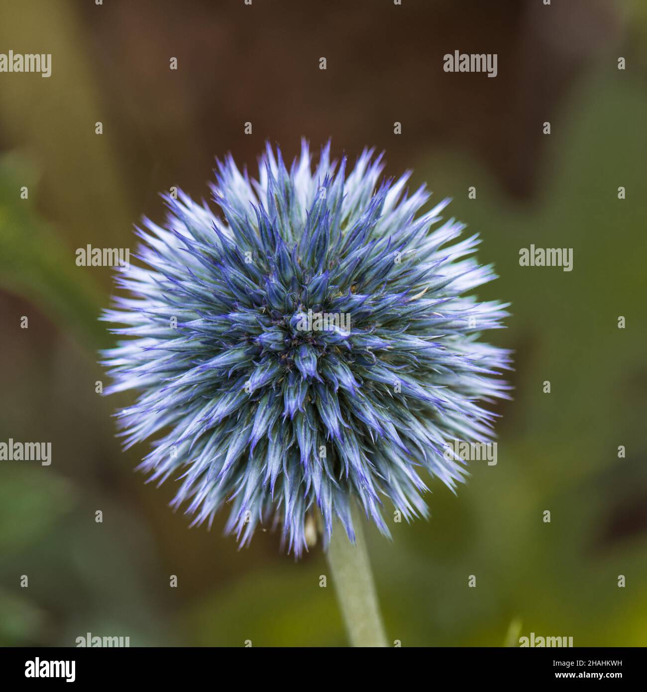 Single blue spiky flower of Echinops ritro in bud Stock Photo - Alamy