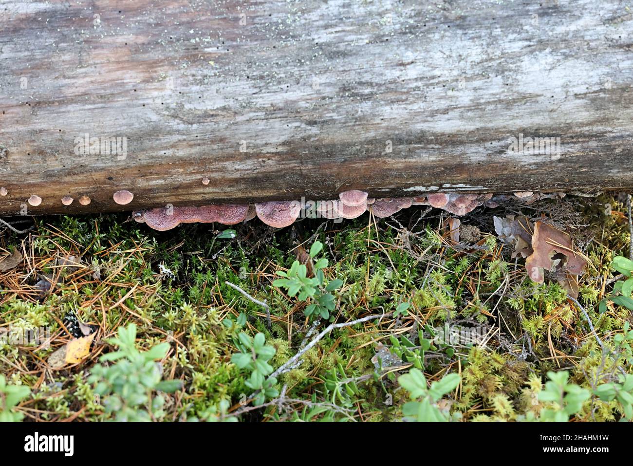 Leptoporus erubescens, a polypore fungus growing on pine deadwood in ...