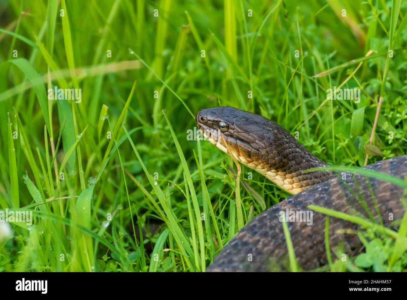 Plain-bellied water snake hunting in tall grass Stock Photo - Alamy