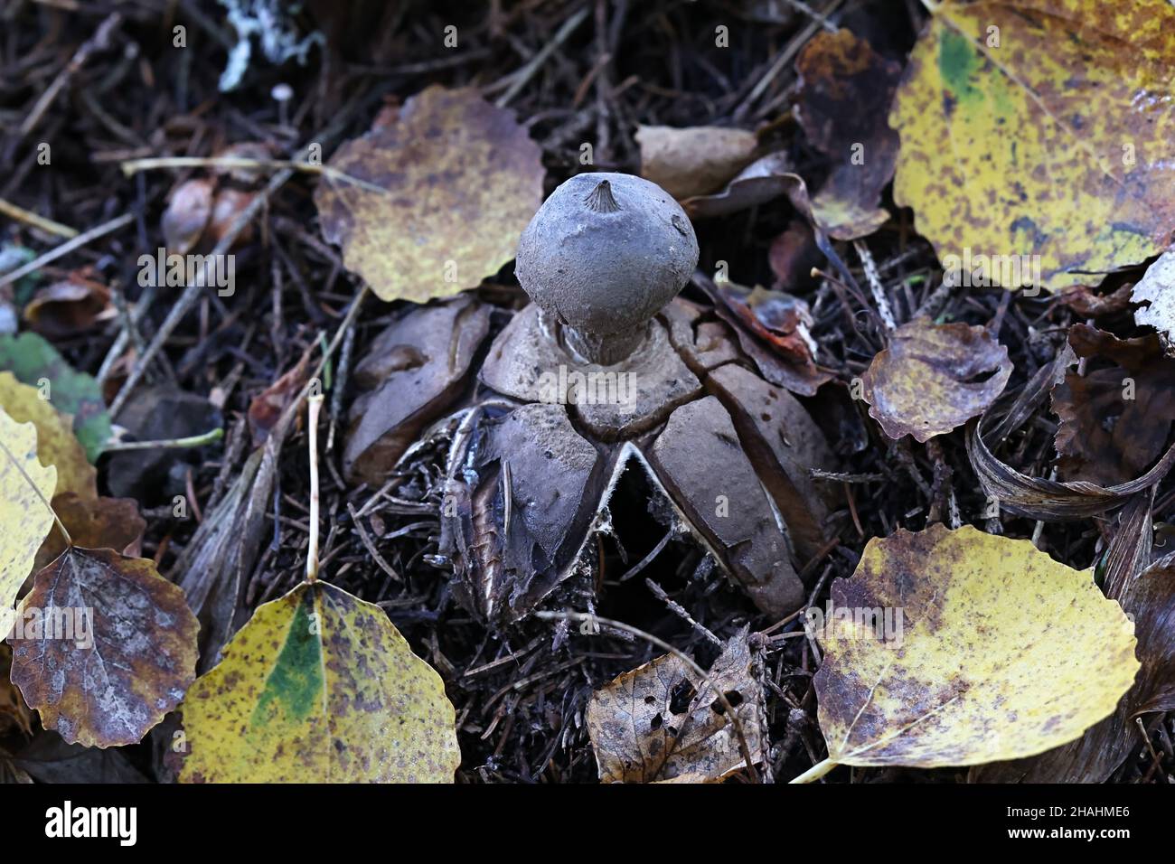 Geastrum pectinatum, known as the beaked earthstar or the beret ...