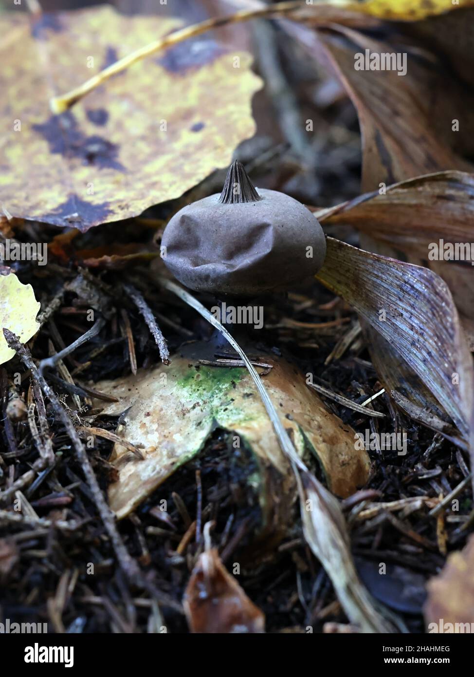 Geastrum pectinatum, known as the beaked earthstar or the beret ...