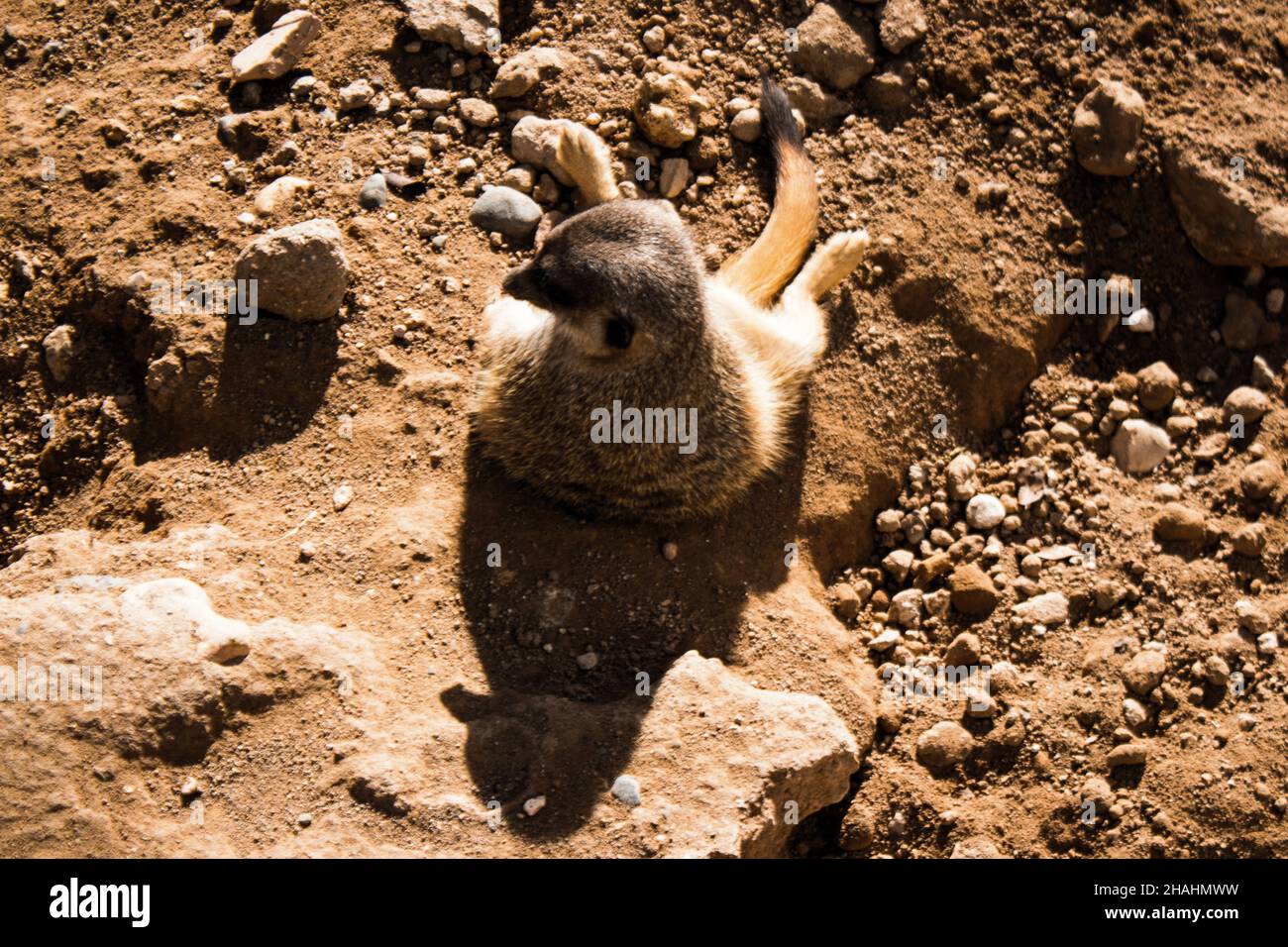 Limassol, Cyprus - December 12, 2021 Limassol Zoo, one of the biggest ...