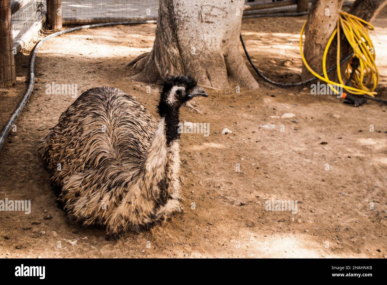 Limassol, Cyprus - December 12, 2021 Limassol Zoo, one of the biggest ...