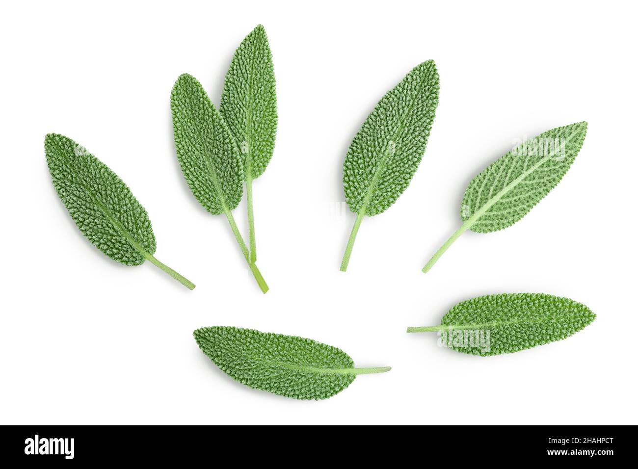 fresh sage herb isolated on white background with clipping path and ...