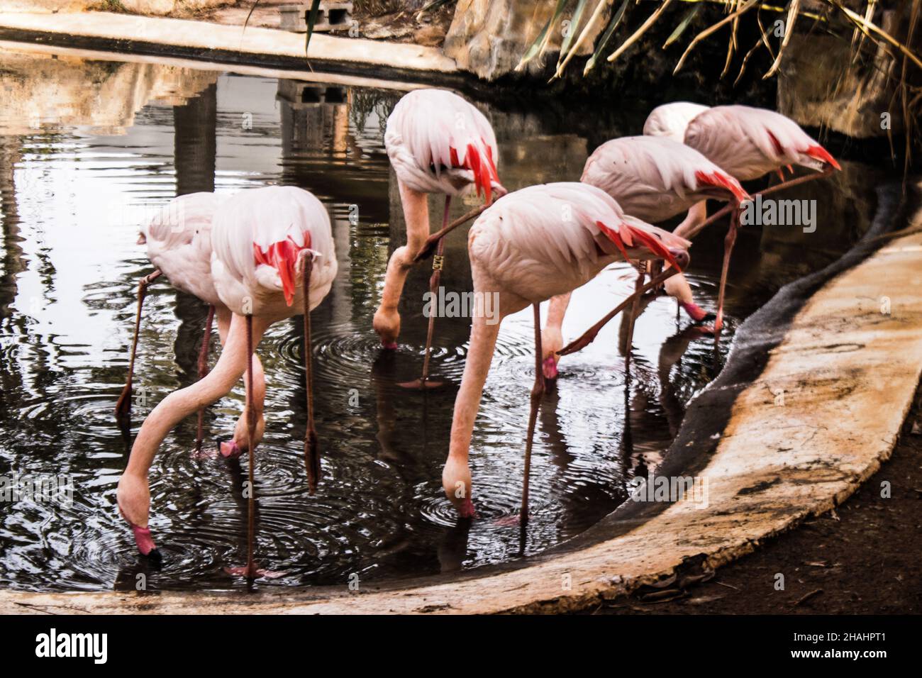 Limassol, Cyprus - December 12, 2021 Limassol Zoo, one of the biggest ...