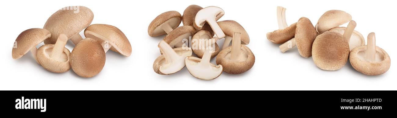 Fresh Shiitake mushroom isolated on white background with full depth of ...