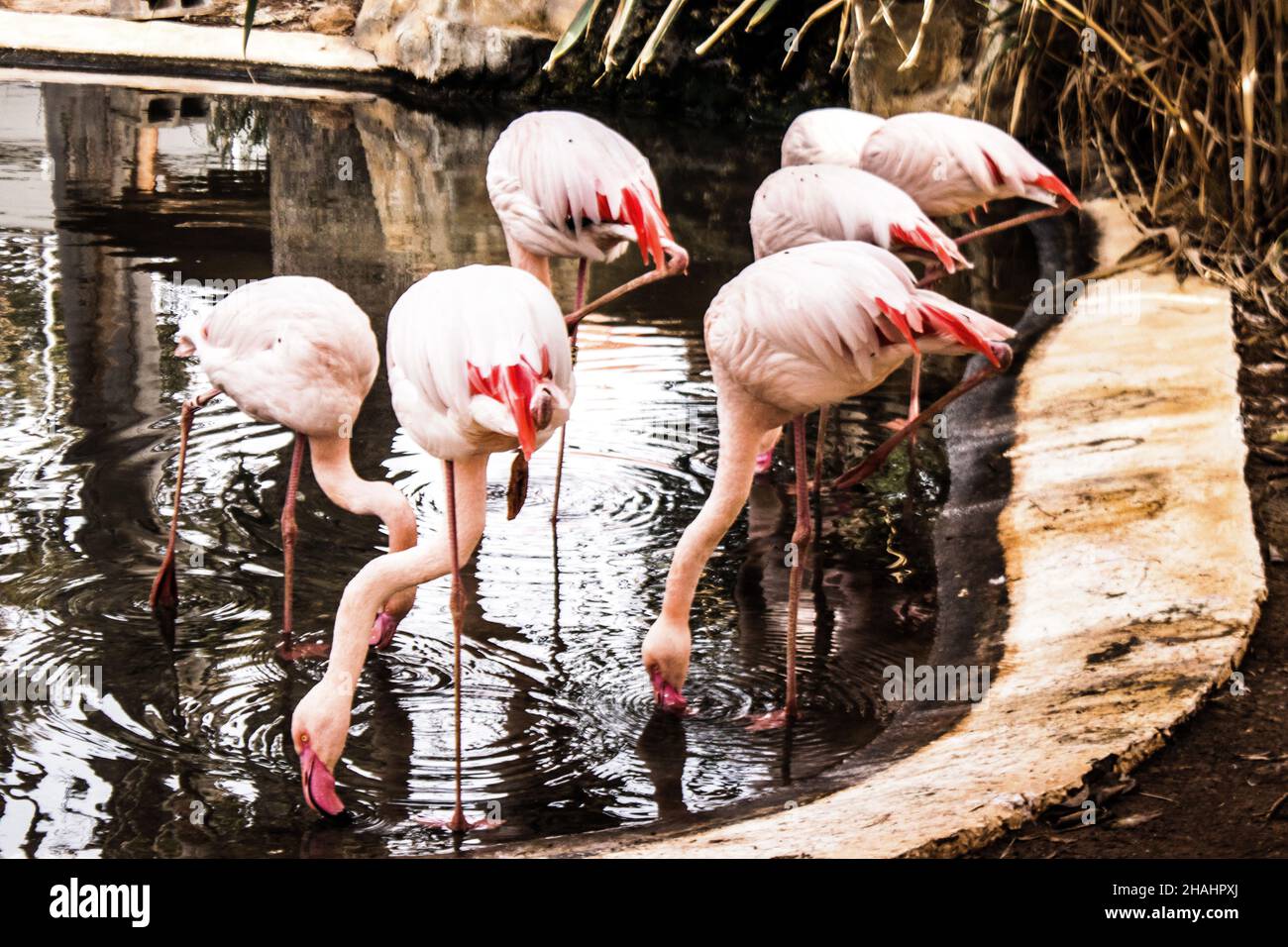 Limassol, Cyprus - December 12, 2021 Limassol Zoo, one of the biggest ...