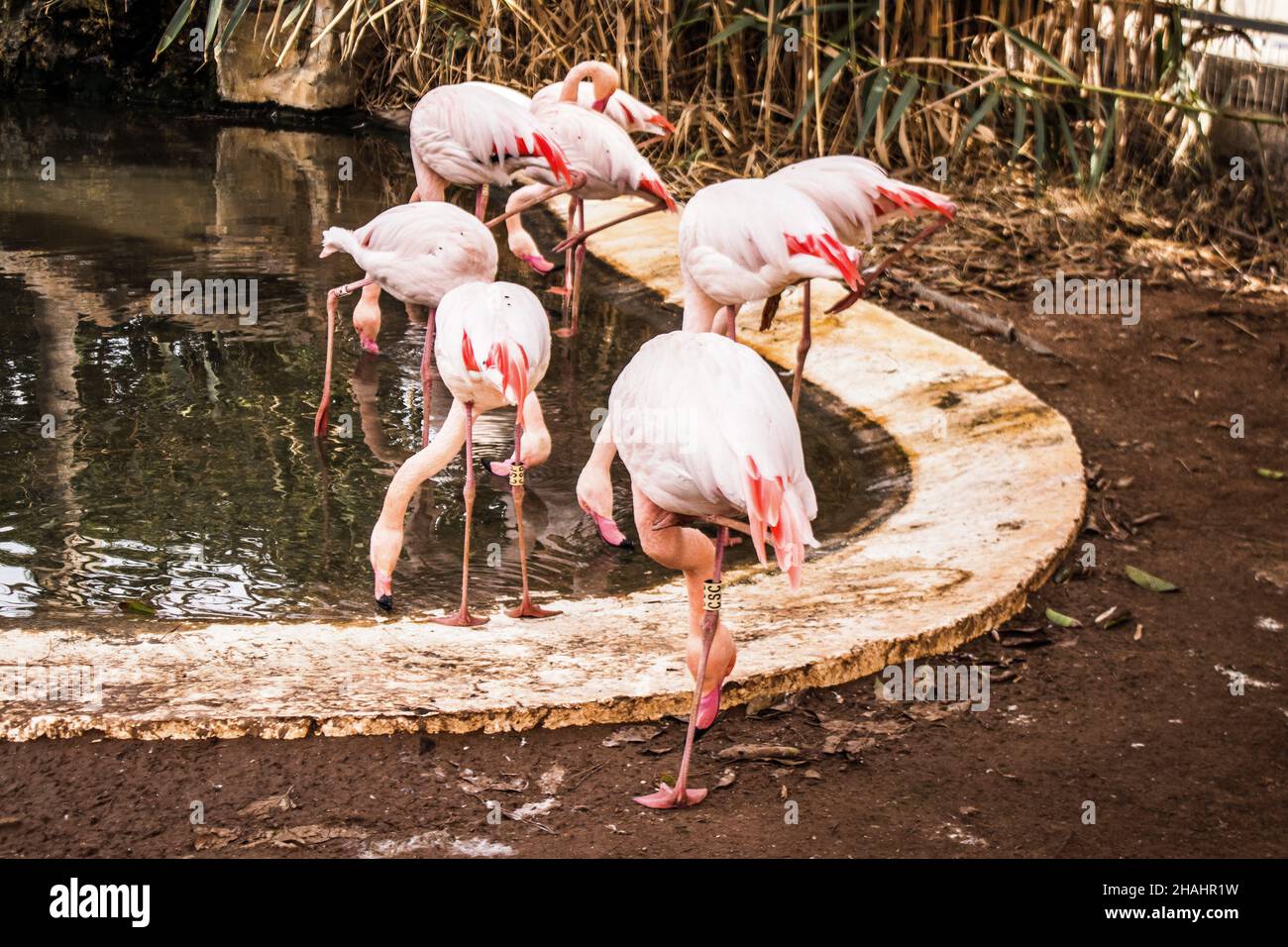 Limassol, Cyprus - December 12, 2021 Limassol Zoo, one of the biggest ...