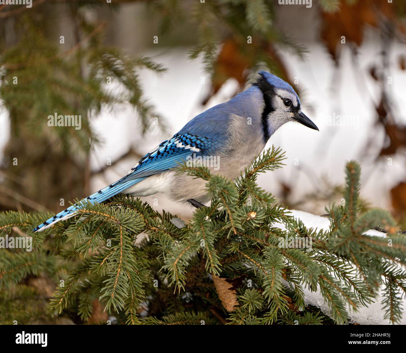Blue jay in fir tree hi-res stock photography and images - Alamy