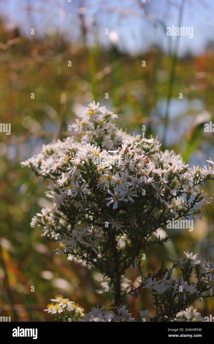 White wildflowers growing in the meadow in the bright sunshine Stock ...