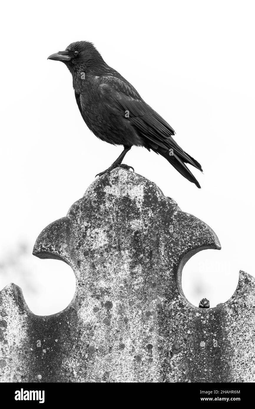 Grayscale of a gravestone crow perching on a concrete surface Stock ...