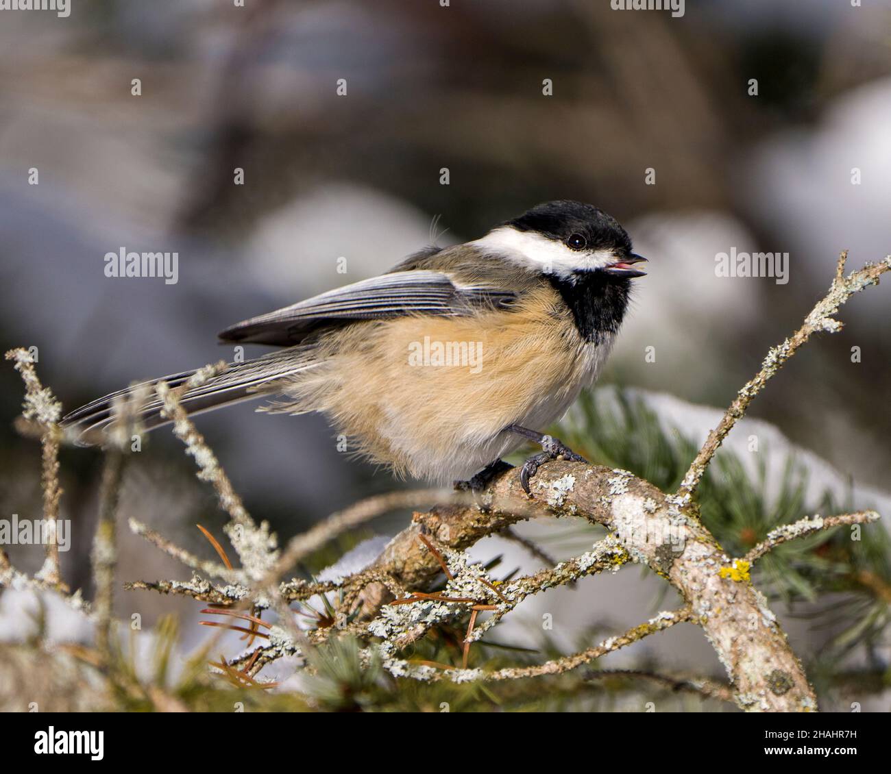 Chickadee side view bird photo hi-res stock photography and images - Alamy