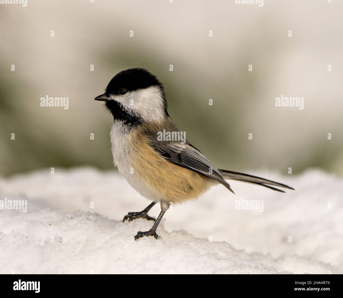 Winter Chickadee Wallpaper