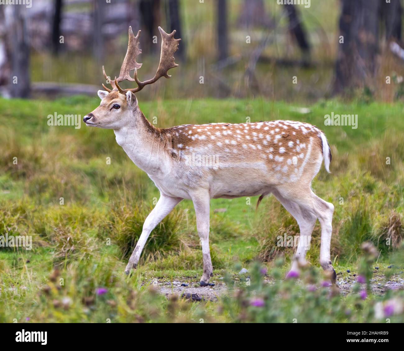 Fallow Deer close-up side view walking in the field with a blur forest ...