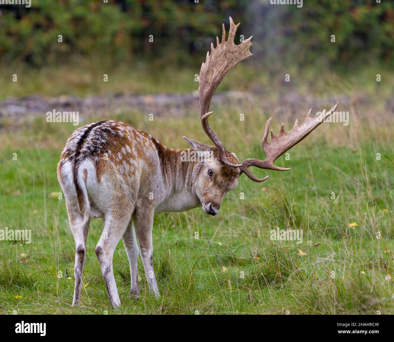 Deer Fallow close-up side profile in the field with a blur background ...
