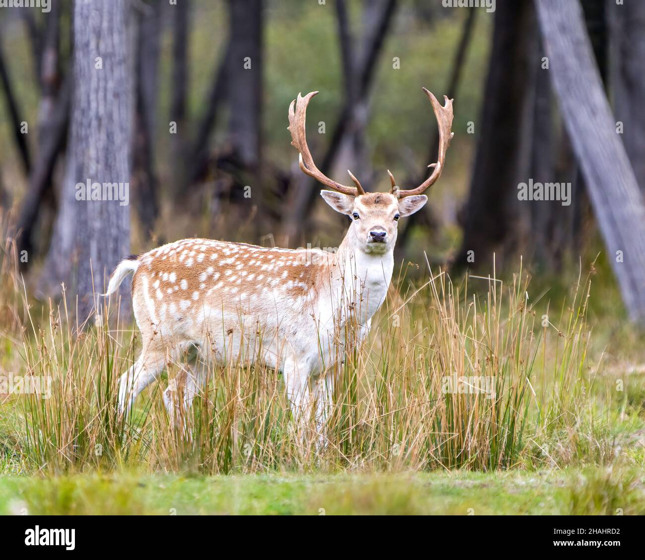 Deer Fallow close-up looking at camera in the forest with a blur forest ...