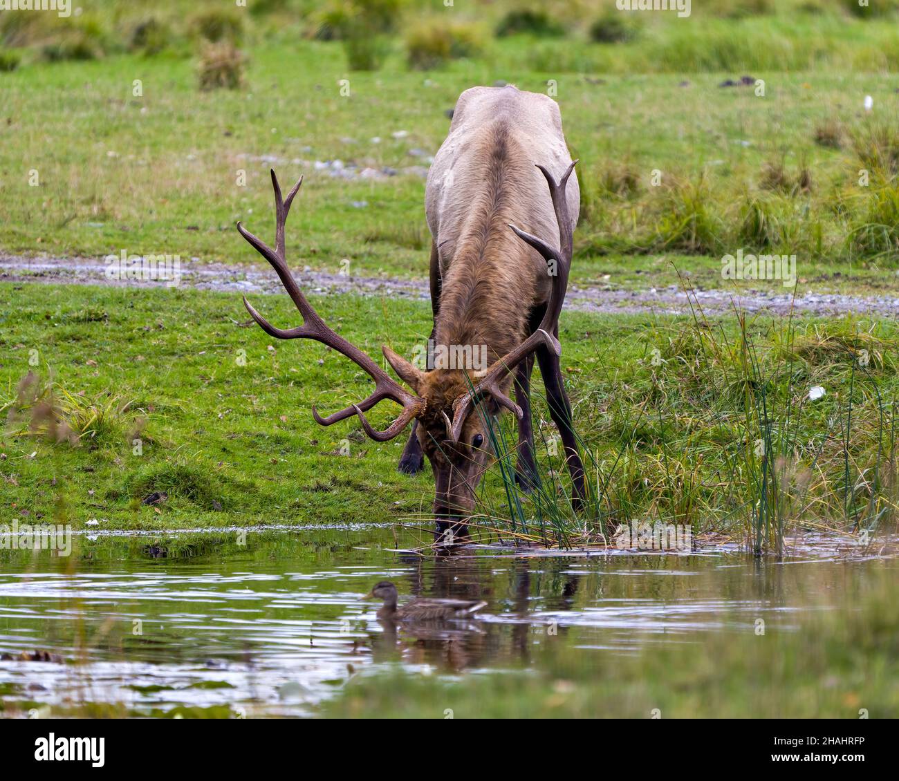 Elk male close-up profile view drinking water and displaying its ...