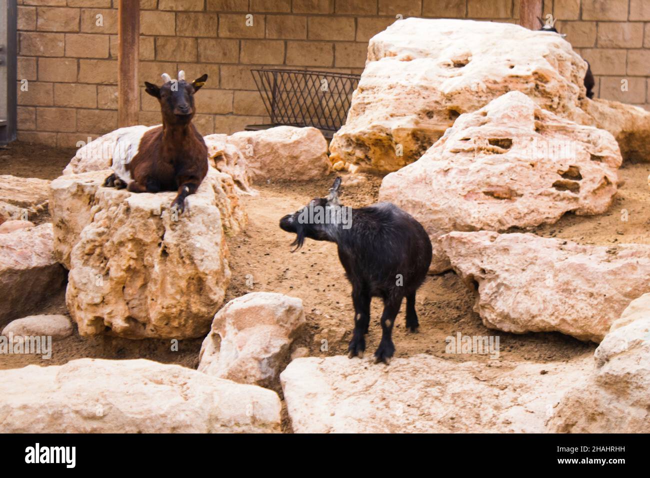 Limassol, Cyprus - December 12, 2021 Limassol Zoo, one of the biggest ...